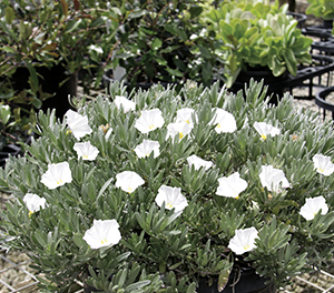 Convolvulus cneorum Silver Pearl | Touch of Class Plants | Modern ...